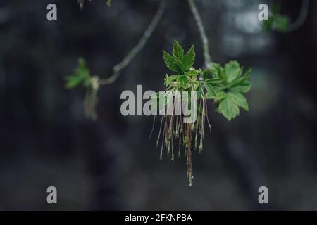 Seeds in hanging earrings of maple tree blooming flower and fresh new ...
