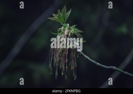 Seeds in hanging earrings of maple tree blooming flower and fresh new ...