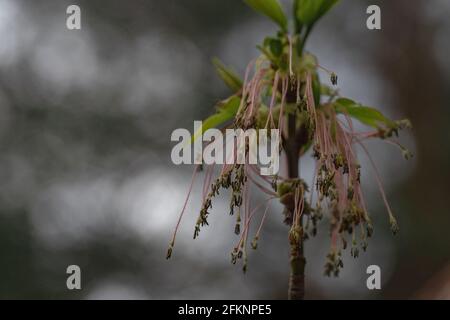 Seeds in hanging earrings of maple tree blooming flower and fresh new ...