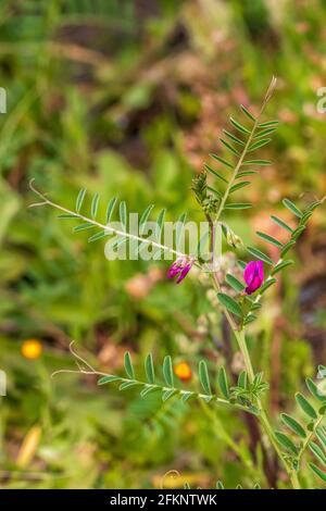 Common Vetch (Vicia sativa) Plantae Stock Photo - Alamy