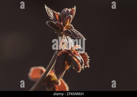 fresh red hazelnut buds in springtime. Decorative garden plant, young ...