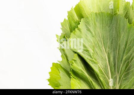 Chinese mustard Brassica juncea also known as mustard greens, Indian ...
