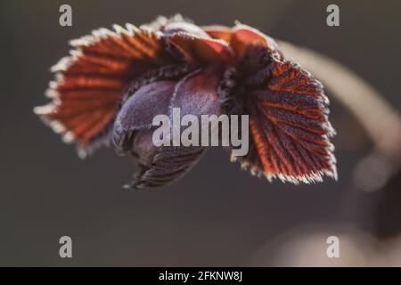 fresh red hazelnut buds in springtime. Decorative garden plant, young ...