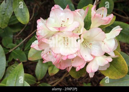 Rhododendron ‘Grumpy’ Cream funnel-shaped flowers with fine pink edges ...