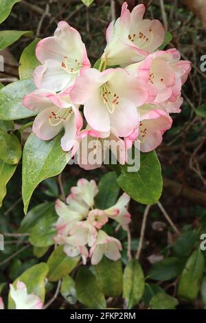 Rhododendron ‘Grumpy’ Cream funnel-shaped flowers with fine pink edges ...