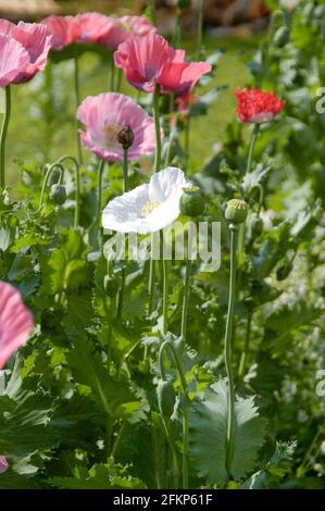 Papaver somniferum ‘Turkish Red’ opium poppy Turkish Red – single red ...