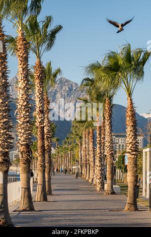 Beautiful promenade with palm trees in Marmaris. Turkey Stock Photo - Alamy