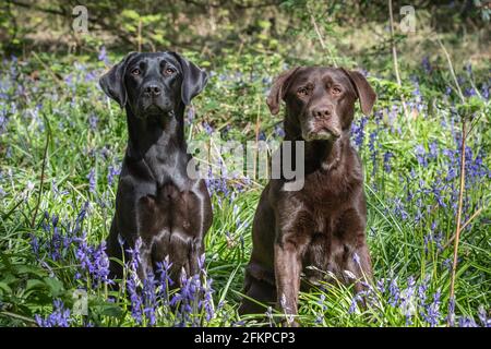 Labradors in Bluebells and Water Stock Photo - Alamy