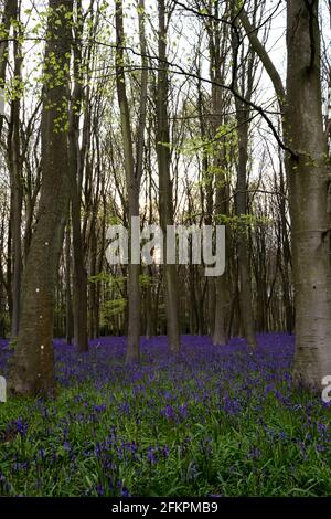 The beautiful Badbury Clump in Oxfordshire where dappled sunlight ...