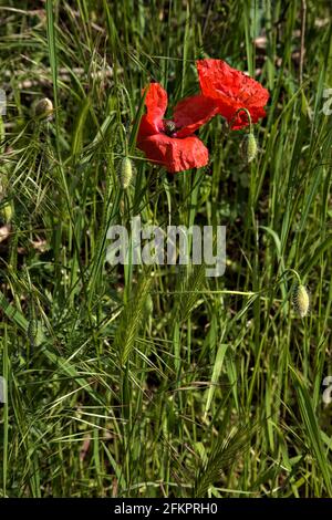 Poppies in the grass seen up close Stock Photo - Alamy