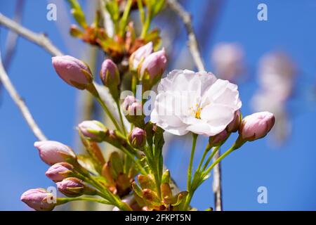 Fine pink flowers of the Japanese flowering cherry. Blooming tree in ...