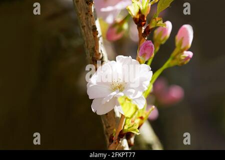 Fine pink flowers of the Japanese flowering cherry. Blooming tree in ...