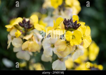 Erysimum 'Yellow Bird' Stock Photo - Alamy