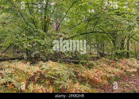 Old mixed tree stand with hazelnut tree and ferns under, Bialowieza ...