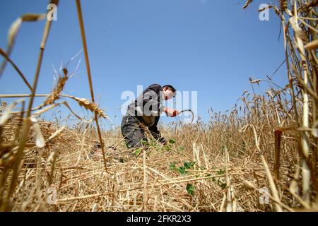 Farmers harvest wheat with a sickle Stock Photo - Alamy