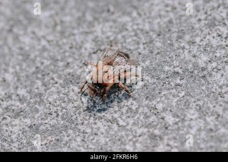 Tired bumblebee on the ground Stock Photo - Alamy