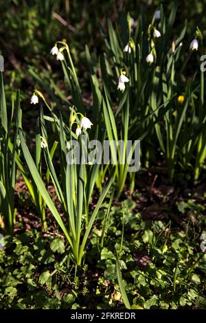 bunch of summer snowflake blooming. nature background in the garden ...