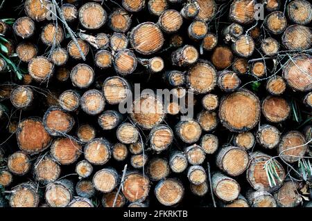 Timber storage, tree logs stacked. Firewood stock in forest background ...