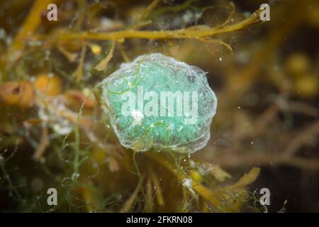 Paddleworm eggs - Phylum phyllodocidae Stock Photo - Alamy