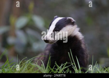 The European badger, also known as the Eurasian badger, is a badger ...
