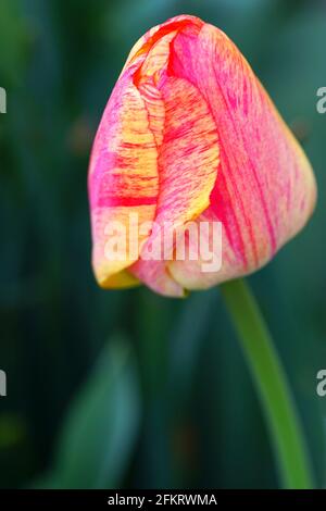 Bicolor giant Darwin tulip flowers in the spring garden Stock Photo - Alamy