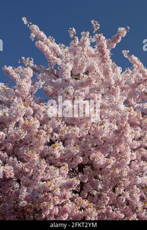 Cherry blossom, State Capitol State Park, Salem, Oregon Stock Photo - Alamy