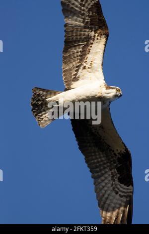 Osprey (Pandion haliaetus), EE Wilson Wildlife Area, Oregon Stock Photo ...