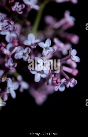 Blooming bush. Flourishing branch of lilac flowers. Pink flowers Stock ...