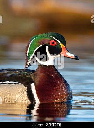 A drake Woodduck on a spring day in Minnesota Stock Photo - Alamy