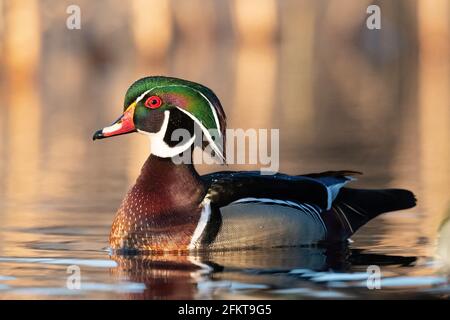 A drake Woodduck on a spring day in Minnesota Stock Photo - Alamy