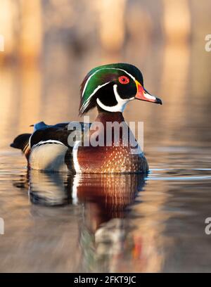 A drake Woodduck on a spring day in Minnesota Stock Photo - Alamy