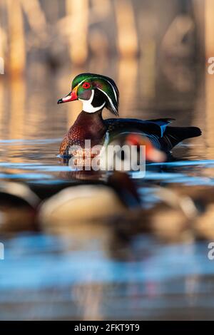 A drake Woodduck on a spring day in Minnesota Stock Photo - Alamy