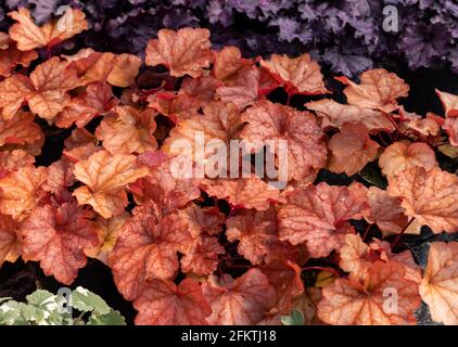 heuchera plants as very nice natural background Stock Photo - Alamy