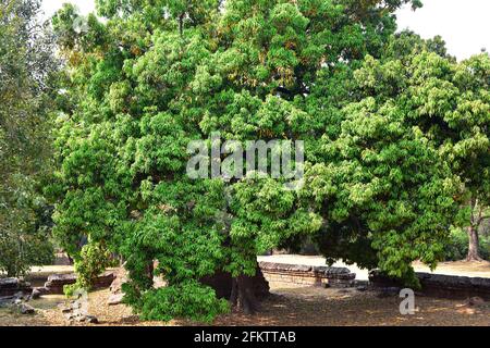 Mango tree ; Mangifera indica ; India ; Asia Stock Photo - Alamy