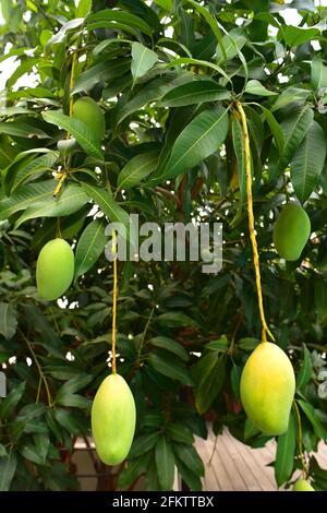 Mango tree leaves, Mangifera indica, Raigad, Maharashtra, India Stock ...