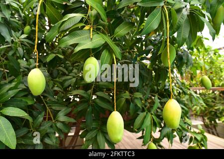 Horizontal image of Mango tree (Mangifera indica) with beauty of nature ...