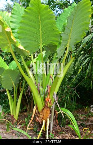 Taro Corm, Colocasia esculenta Stock Photo - Alamy