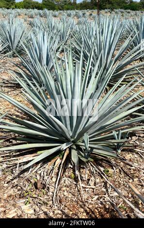Blue agave plant - Agave tequilana Stock Photo - Alamy