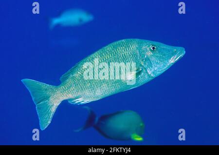 Longface emperor fish (Lethrinus olivaceus) underwater in the coral ...