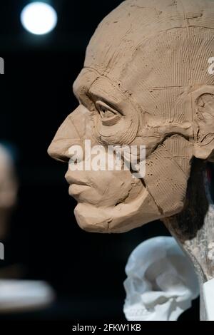 The process of creating ecorche. The sculptor is working. Sculpture of ...