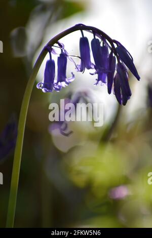 Single english bluebell flower, blue against lush green foliage on a ...