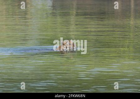 Bengal tiger swimming in the tidal waters of Sundarban Tiger Reserve in ...