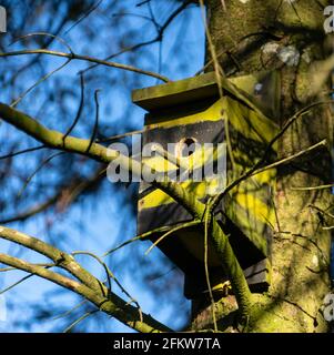 Hand made bird box in tree Stock Photo - Alamy