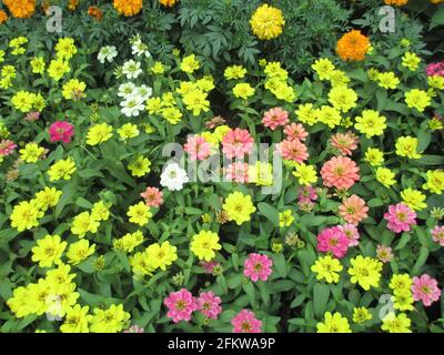 colorful flowers and plants for multipurpose use Stock Photo - Alamy