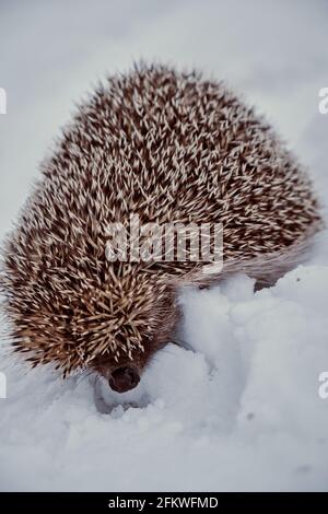 A frozen hedgehog on snow Stock Photo - Alamy
