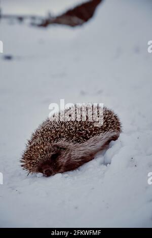 A frozen hedgehog on snow Stock Photo - Alamy