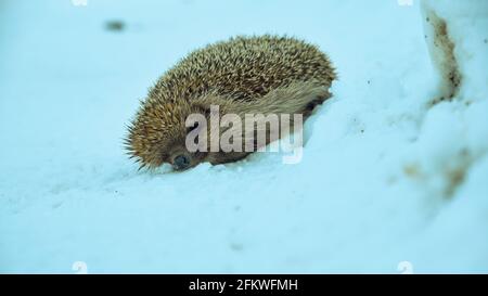 A frozen hedgehog on snow Stock Photo - Alamy