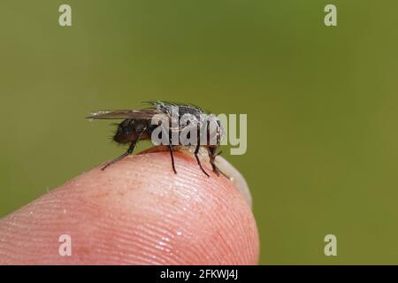 Female Flesh fly, Sarcophaga, family Sarcophagidae on light lime-green ...