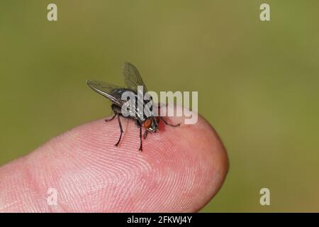 Female Flesh fly, Sarcophaga, family Sarcophagidae on light lime-green ...