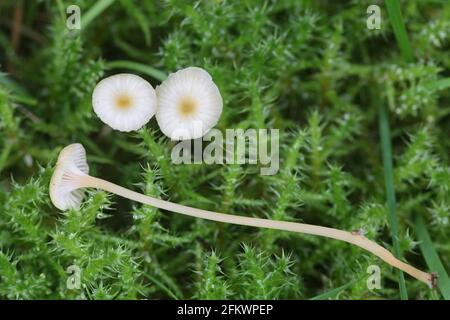 Rickenella fibula (syn. Omphalina fibula), known as the orange mosscap ...